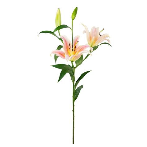 Lily O T Zelmira Mystic Flowers