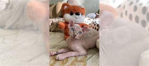 Продается канадский эльф купить в Москве Животные и зоотовары Авито