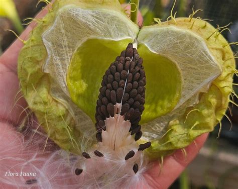 Hairy Balls Milkweed Seeds Etsy