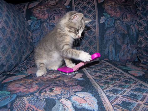 0716 Pink July 16 Our New Kitten Started To Play Around T Flickr