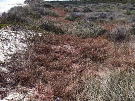 Pyp Grass Control Nacc Northern Agricultural Catchments Council