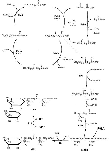 Fatty Acid Synthesis Pathway Diagram Fatty Acid Biosynthesis In Plants