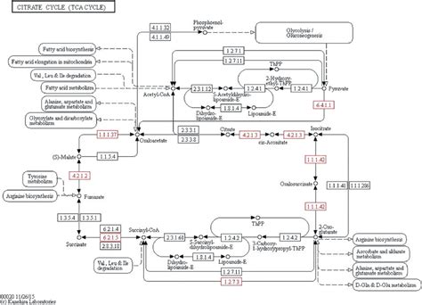 Pictorial Representation Of Reductive Citric Acid Cycle For Autotrophic