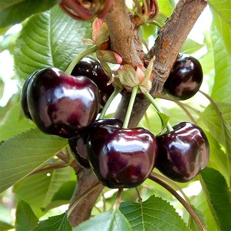 Create Meme Black Cherry Cherry Grace Star Cherry Variety Cordia