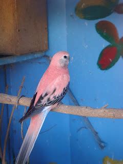 Cara Ternak Burung Parkit