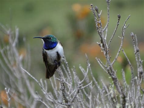 This Blue Throated Hummingbird Is New To Science — But Already Endangered