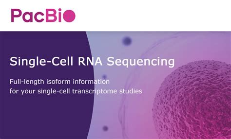 Spinco Biotech On Linkedin Single Cell Rna Sequencing Pacbio