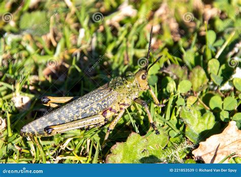Toxic Milkweed Grasshopper Stock Image 102940621