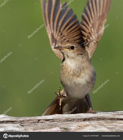Nightingale Flying