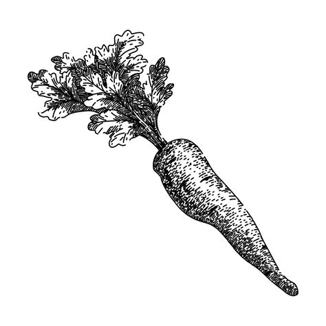 Premium Vector Parsnip Root Natural Sketch Hand Drawn Vector
