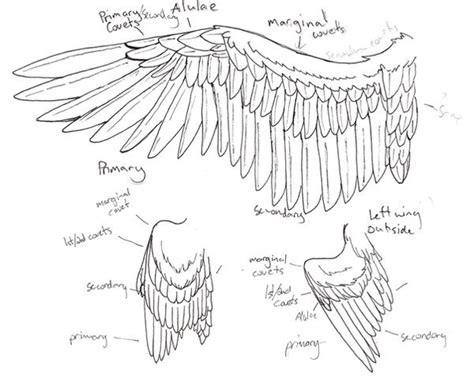 Wing Anatomy By Niffler13 On Deviantart