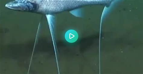 Tripod Fish Live At Depths Of Up To 6000 M Below The Surface They Are