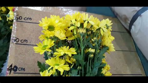 도로시 소국 생화 꽃집 꽃집창업 꽃값 온라인꽃시장 온라인꽃도매 인터넷꽃시장 인터넷꽃도매 서울꽃시장 꽃농장 꽃배송 생화배송 생화도매 생화택배 꽃배달 생화배달 생화주문 생화부케