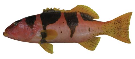 Plectropomus Leopardus Fishider