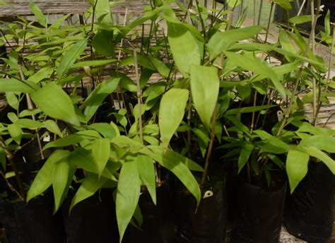 Mudas De Bambu Portal Embrapa