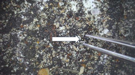 Spherule Analysis Finds Evidence Of Extrasolar Composition The