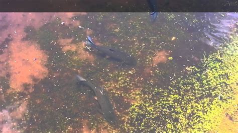 Grass Carp White Amur Peaceful Habitat Youtube