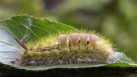See A Fuzzy Tussock Caterpillar Experts Warn Dont Touch This Bug Aol