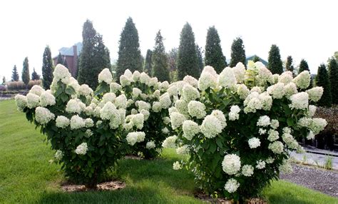 Hydrangea Paniculata Limelight Hydrangee Paniculee Panicle