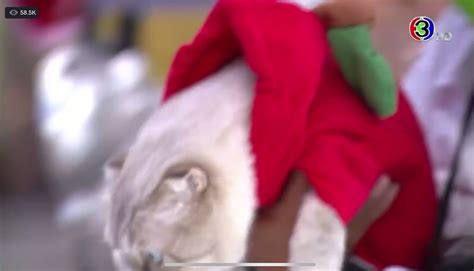 Cutelulin Cutelulin Twitter