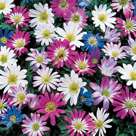 Van Bourgondien Multi Colored Windflower Anemone Bulbs Mixture 25 Pack 86120 The Home Depot