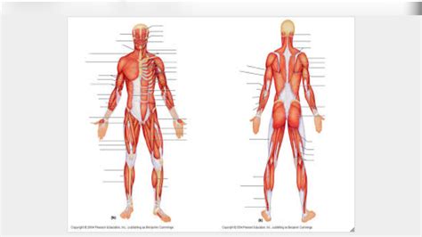 identifying muscles pt 2 diagram quizlet