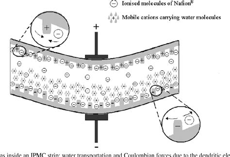 Figure 1 From A Circuit To Model The Electrical Behavior Of An Ionic