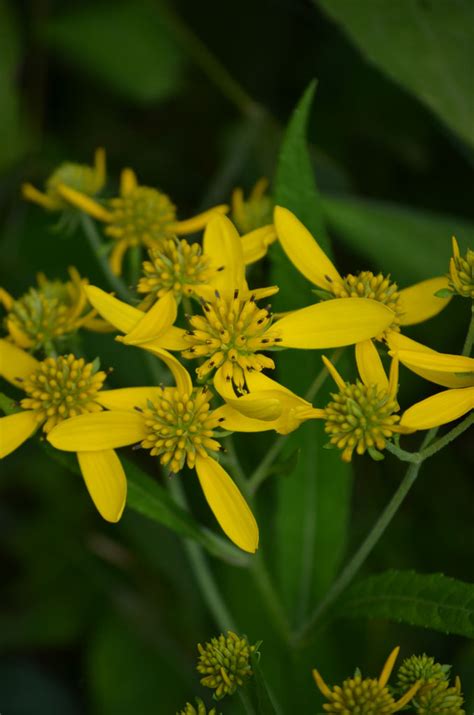 Verbesina Alternifolia Wingstem Prairie Moon Nursery