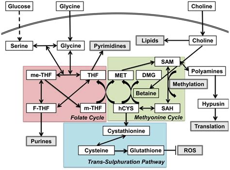 3 Compartmentalisation Of Metabolic Pathways Functions