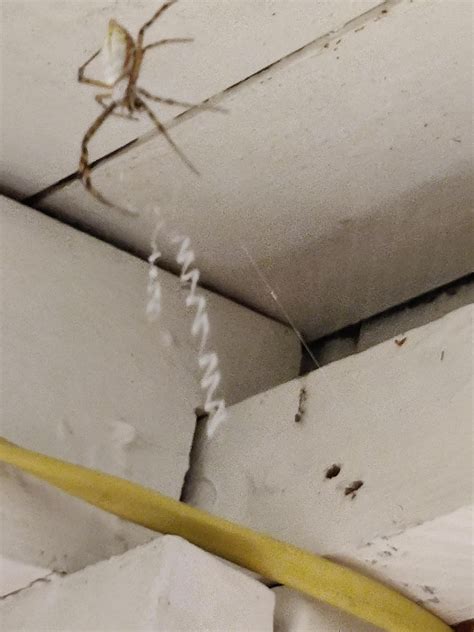 New England Spider Identification Apologies For Terrible Photo Quality