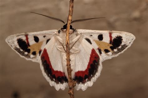 Underside Of A Moth