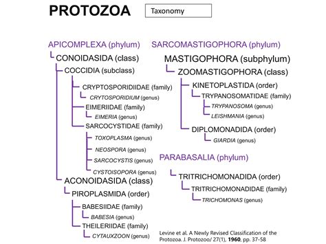 Introduction Parasitologypptx Pptx Infectious
