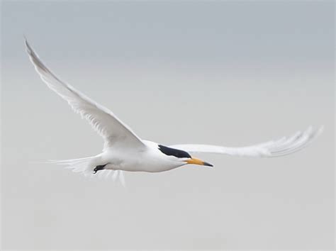Chinese Crested Tern Ebird