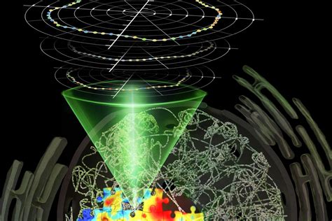 Of The Cell Controls Solved Cell Parts And Function Match The
