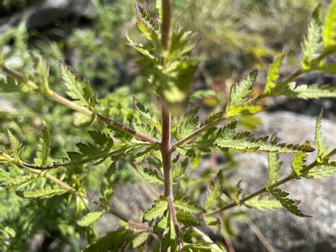 Aureolaria Pedicularia L Raf Ex Pennell