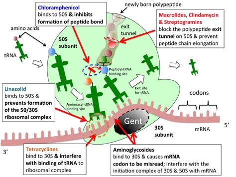 Trna Binding Sites