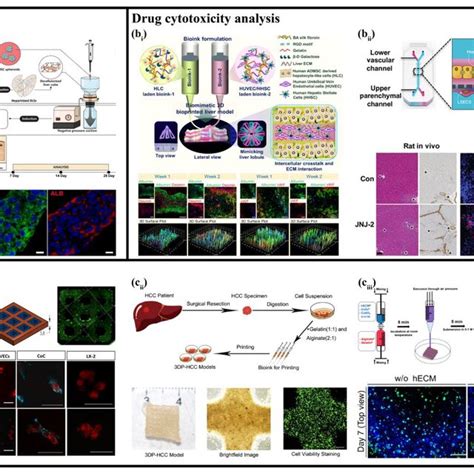 Applications Of Vascularized Liver Tissue A Transplanted Liver