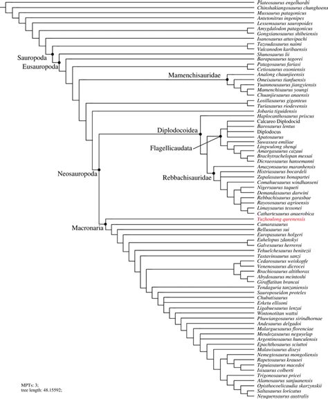 strict consensus tree of eiw analysis from the main data matrix