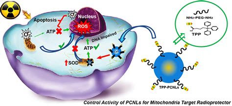 Tpp Pcnls Play A Radiologically Protective Role Ijn