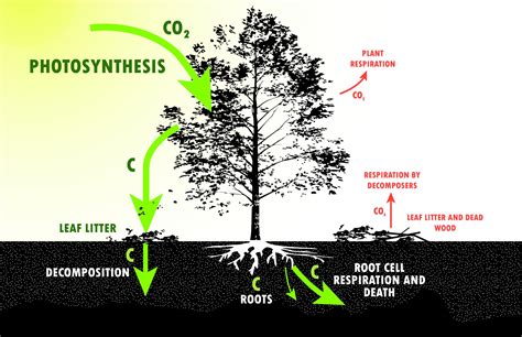 How Do Trees Remove Carbon Dioxide From The Atmosphere At Martin Feather Blog