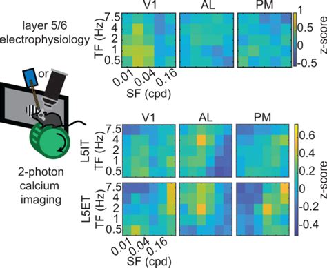 diversity in spatial frequency temporal frequency and speed tuning