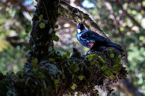 Singing Tui Photograph By Lance Mosher Fine Art America
