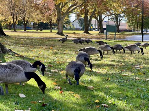 Feeding Canada Geese Wont Fly In Mentor Its Now A Misdemeanor
