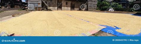 Grain Drying Process Before It Is Made Into Rice Stock Image Image Of Rice Walkway 283043795