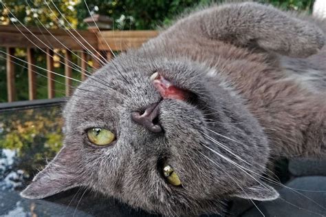 Why Do Cats Love Catnip Dan S Pet Care