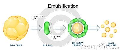 Emulsification Of Fats Lipids Digestion Cartoon Vector Cartoondealer