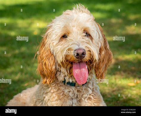 Cockapoo Keeping Cool In Summer With Tongue Hanging Out Of Mouth Stock