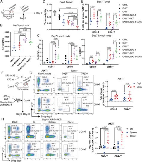 Runx3 Overexpression Cooperates With Ex Vivo Akt Inhibition To Generate