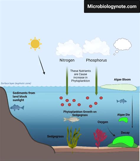 Eutrophication Definition Causes Types And Effects Biology Notes Online