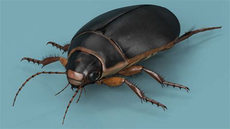 3d Screech Beetle Black Realistic Rigged Model Turbosquid 2249664